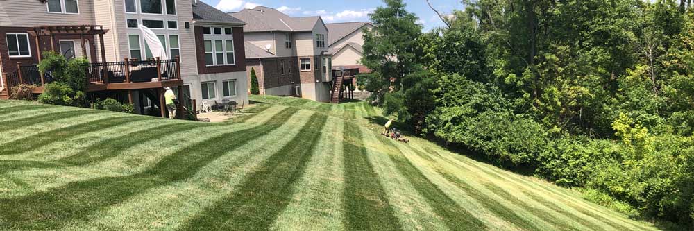 Pro lawn care online